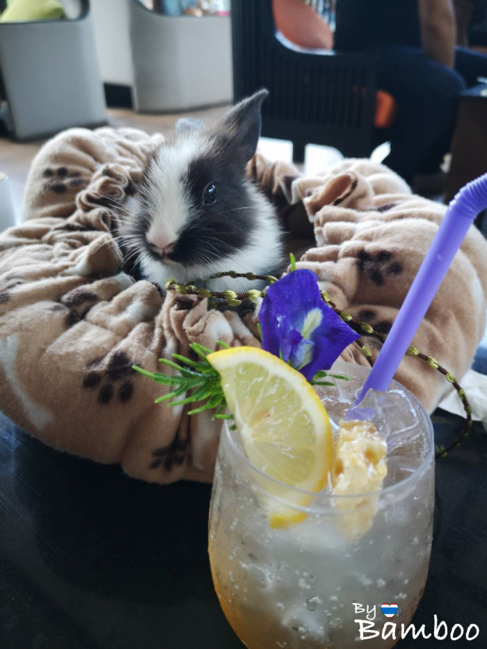 Rabbit Hole AT Phuket ( ร้านโพรงกระต่าย ) - pakhlok - Phuket Travel ...