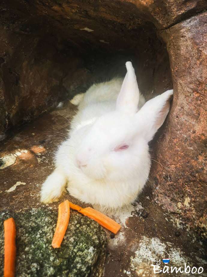 Rabbit Hole AT Phuket ( ร้านโพรงกระต่าย ) - pakhlok - Phuket Travel ...