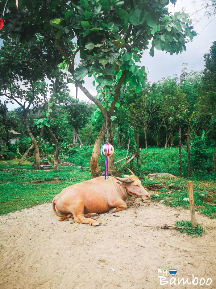 Rabbit Hole AT Phuket ( ร้านโพรงกระต่าย ) - pakhlok - Phuket Travel ...