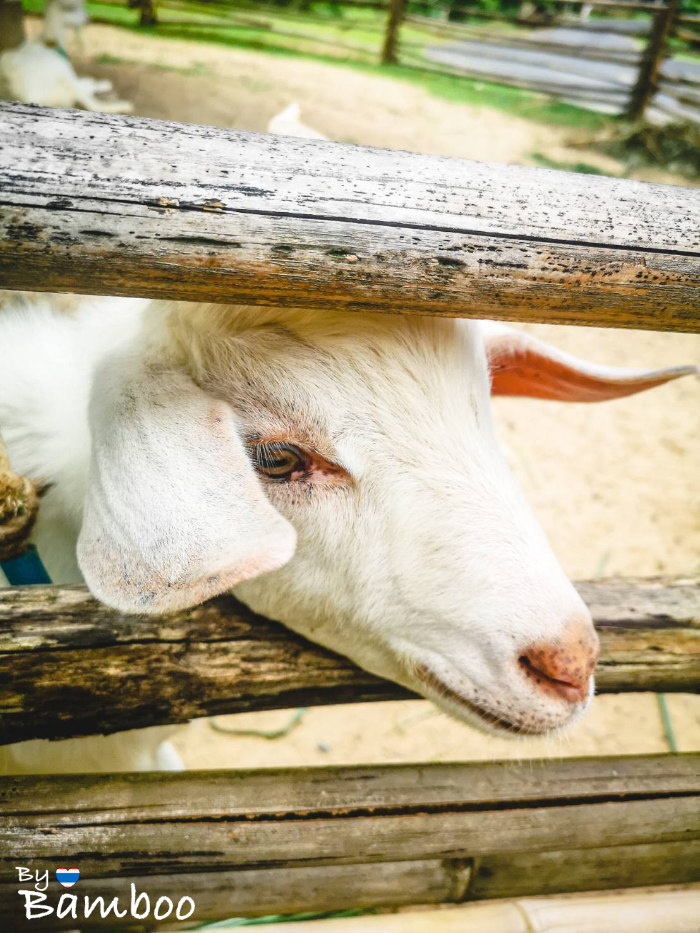 Rabbit Hole AT Phuket ( ร้านโพรงกระต่าย ) - pakhlok - Phuket Travel ...