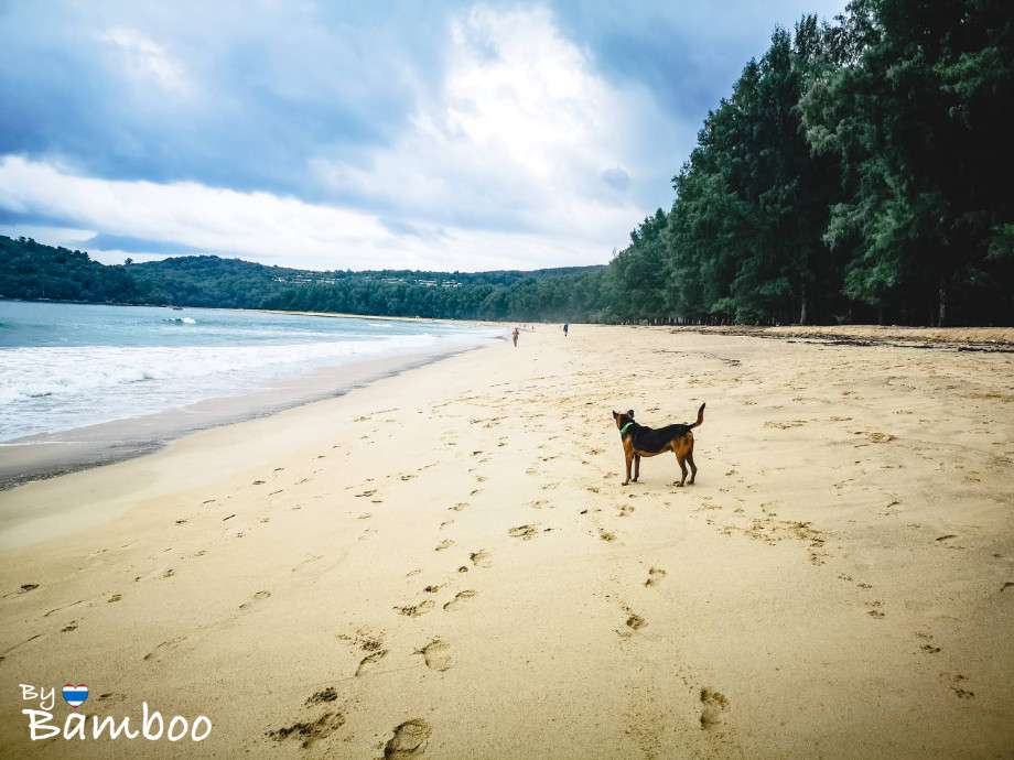 Layan Beach - Thailand Travel Blog by Bamboo (2022) - nice view